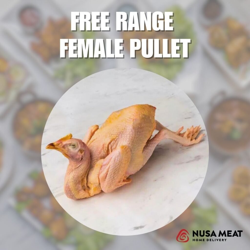 FREE RANGE FEMALE PULLET - Nusa Meat Home Delivery